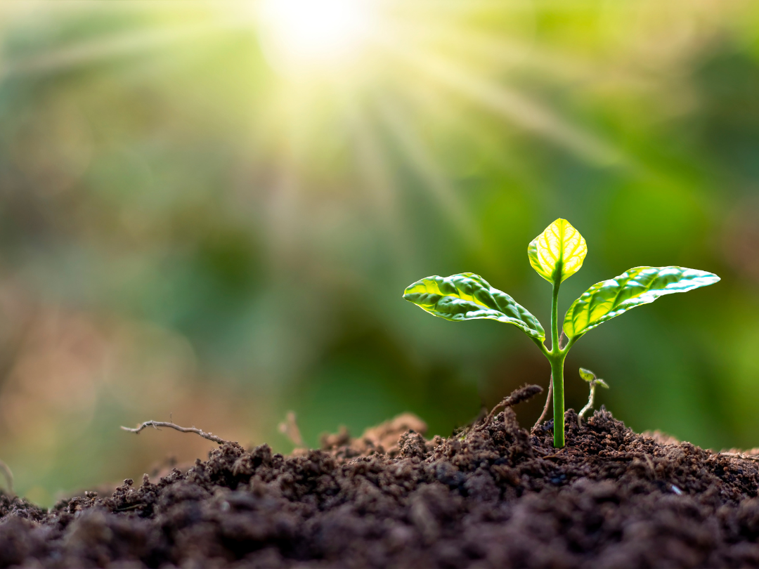 Biochar carbon credits, an innovative solution to climate change